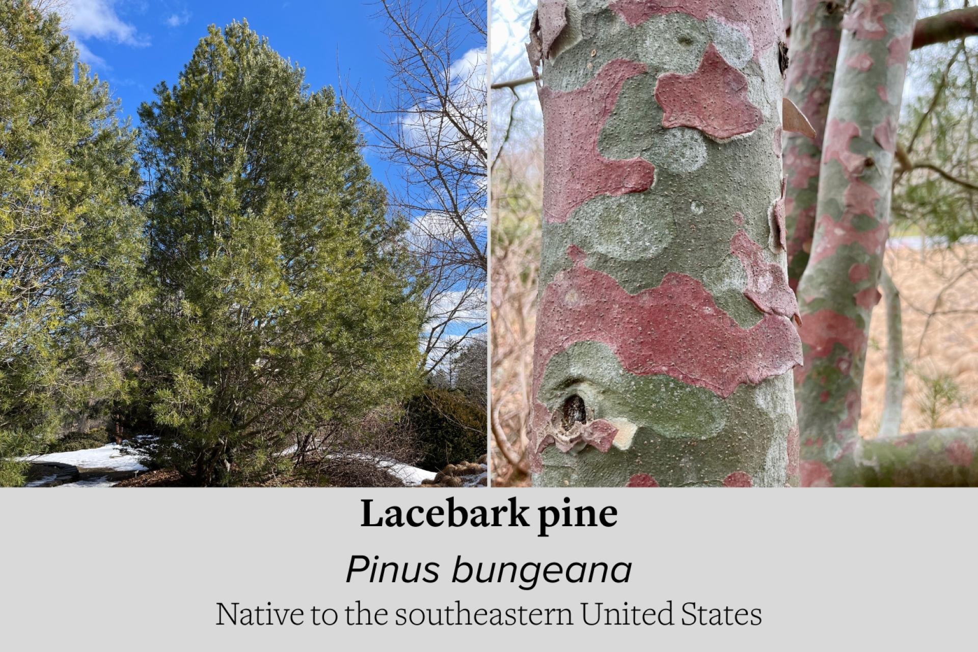 Pinus bungeana | Berkshire Botanical